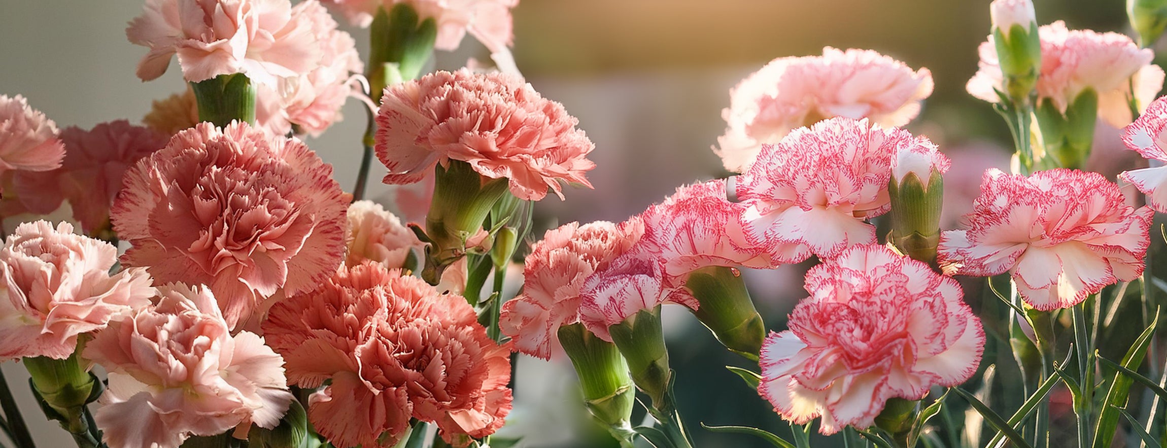 Garoafe artificiale – Roberto Rossi