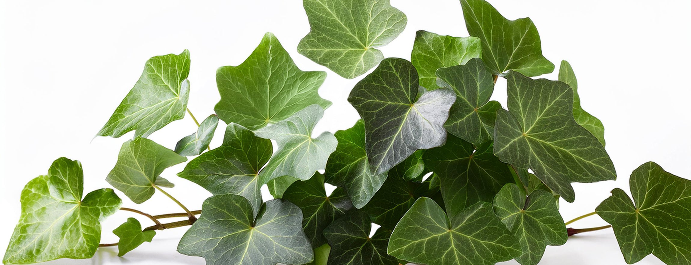 Iedera conservata – Roberto Rossi