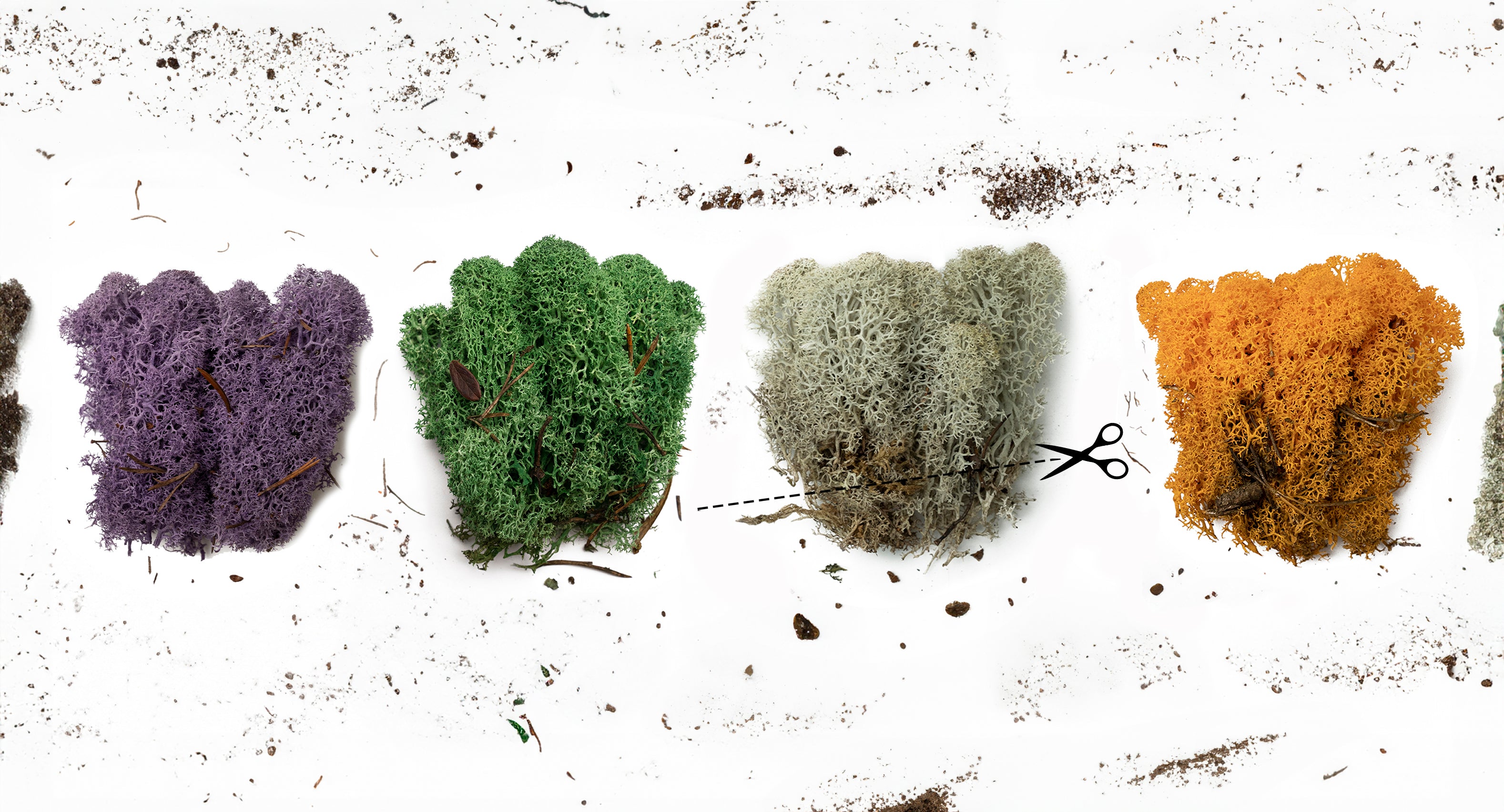 Licheni conservati necuratati cu radacina 500g NET – Roberto Rossi