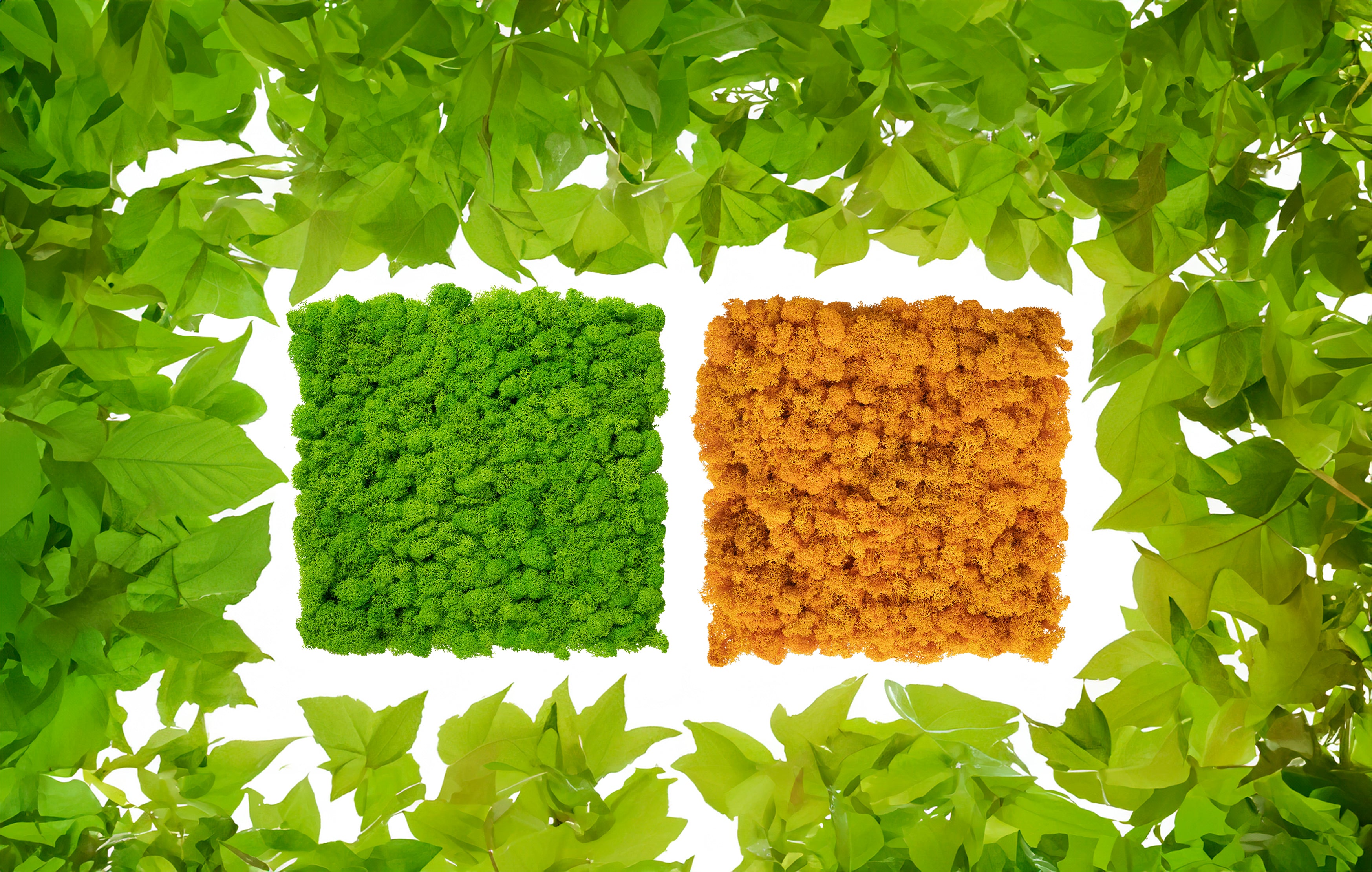 Licheni stabilizati panouri - Calitate Extra Premium – Roberto Rossi