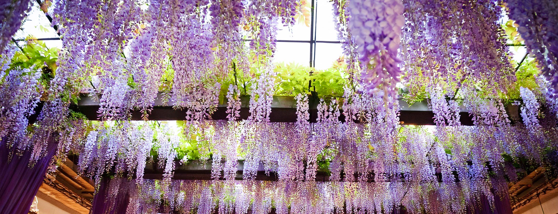 Glicina (wisteria) artificiala – Roberto Rossi