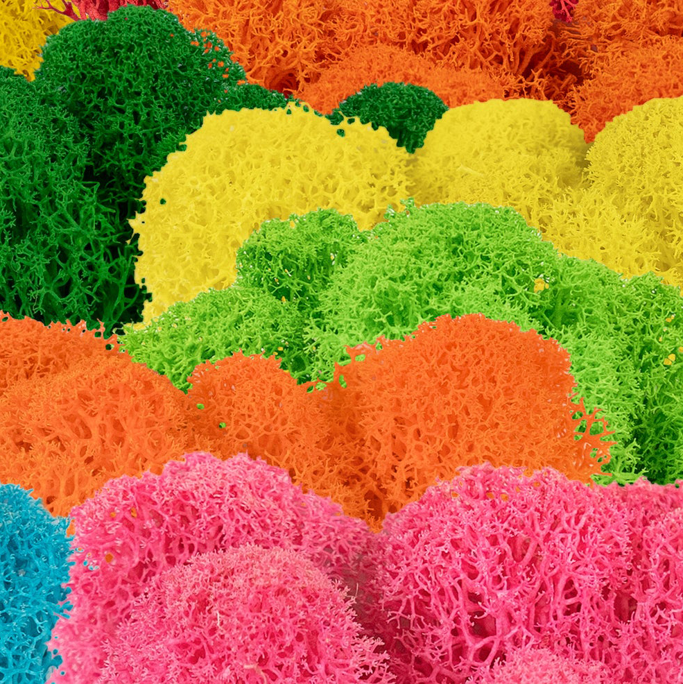 Mix Licheni curatati si fara radacina in 2 culori la alegere, 500g NET ...