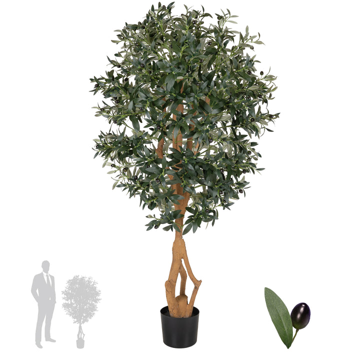 Planta naturala Ficus el. 'Tineke' H90 cm PS27 cm in pamant