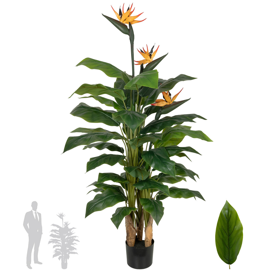 Planta naturala Ficus el. 'Tineke' H90 cm PS27 cm in pamant
