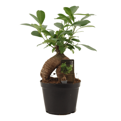 Planta naturala D25xH30cm Ficus Ginseng Retusa PS12/9 in pamant ...