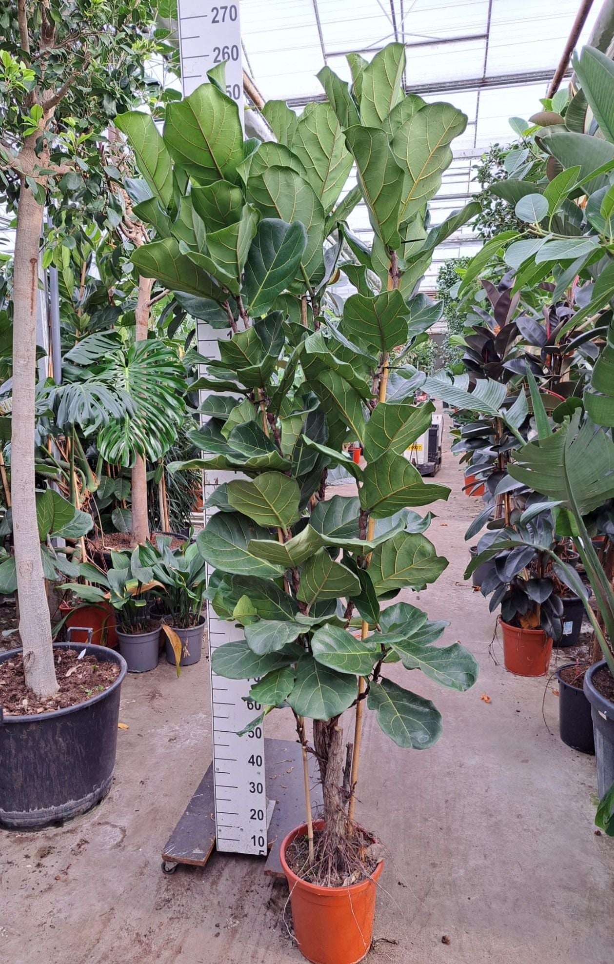 Planta naturala de interior Branched H240cm Ficus lyrata PS30/27cm in ...