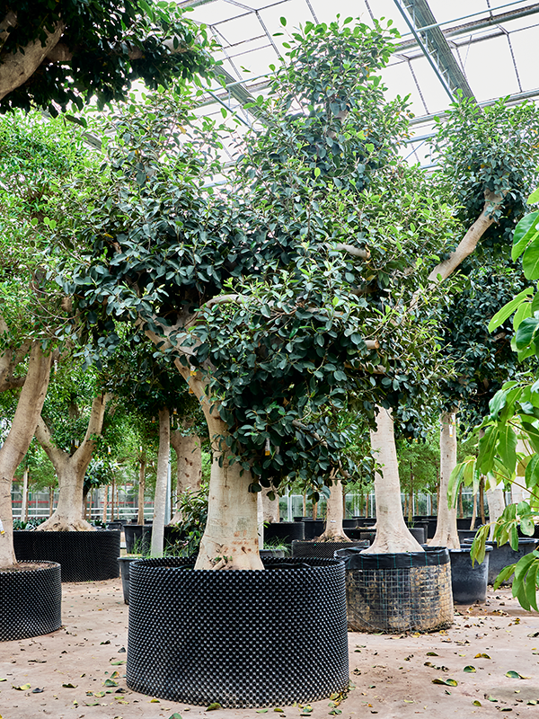 Planta naturala de interior Stem D260xH445cm Ficus rubiginosa 'Austral ...