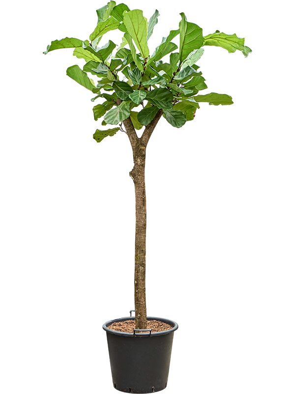 Planta naturala de interior Stem D75xH250cm Ficus lyrata (240-260cm) P ...
