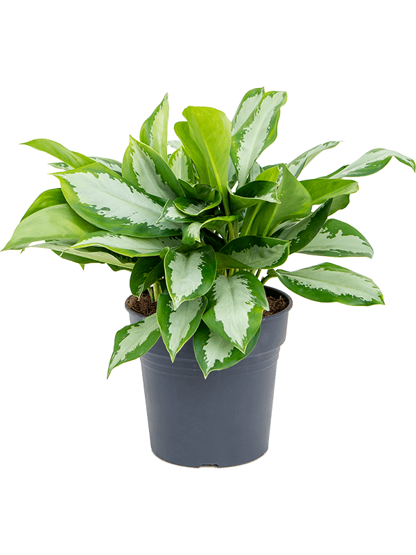 Planta naturala de interior Tuft D40xH50cm Aglaonema 'Silver Moon' PS2 ...