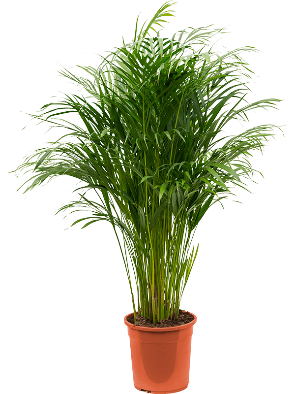 Planta naturala de interior Tuft D60xH120cm Dypsis (Areca) lutescens P ...