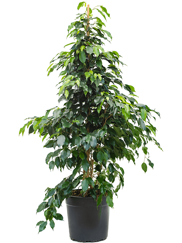 Planta naturala de interior Tuft D70xH145cm Ficus benjamina 'Danielle ...