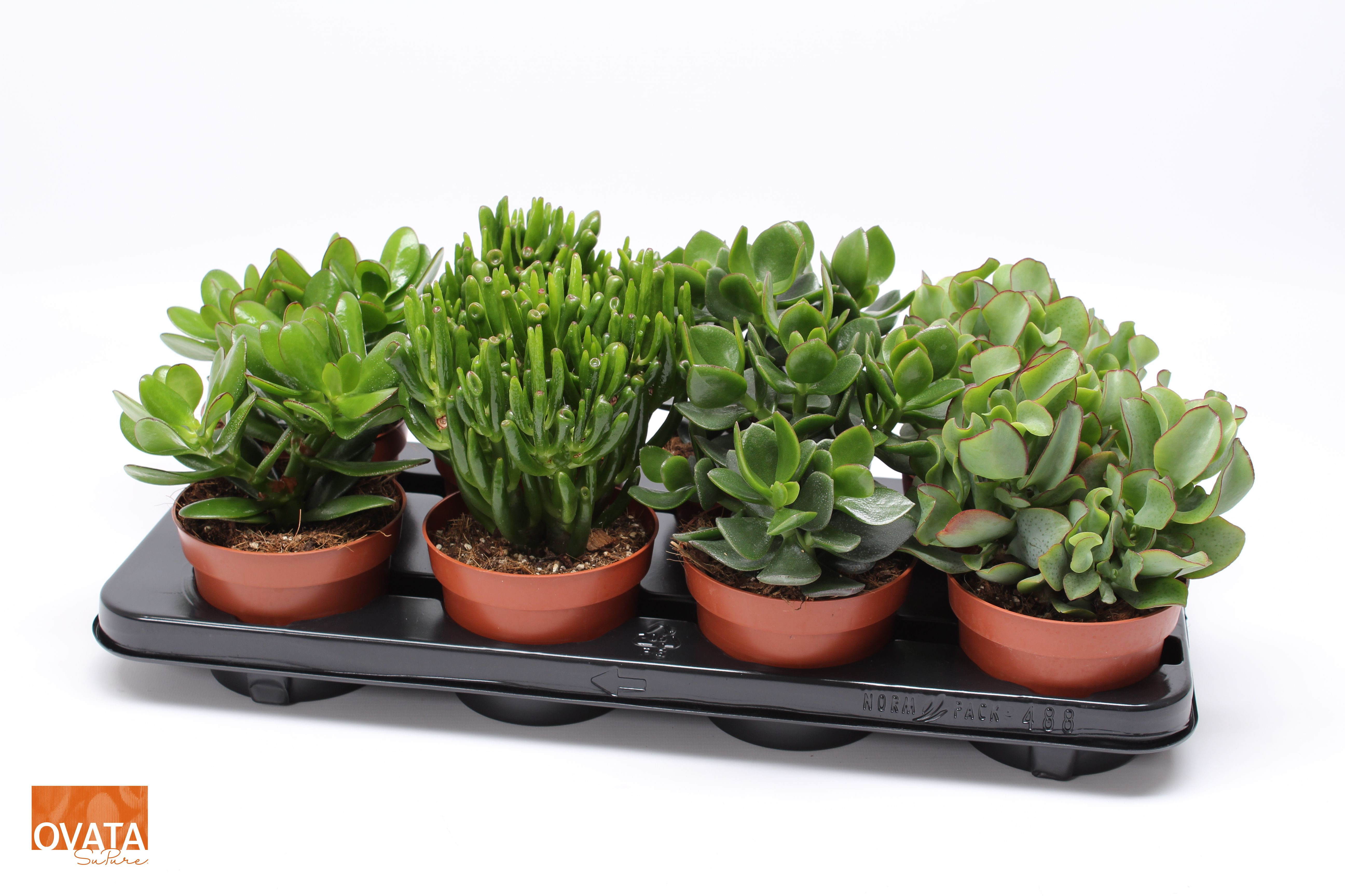 Planta naturala H15cm Crassula gemengd PS12/ in pamant – Roberto Rossi