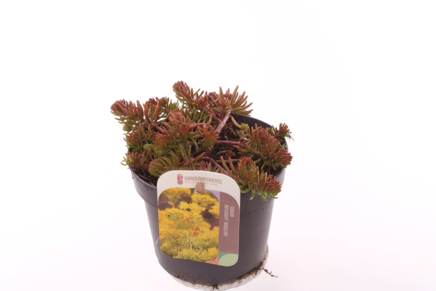 Planta naturala Yellow H15cm Sedum reflexum PS13/ in pamant – Roberto Rossi